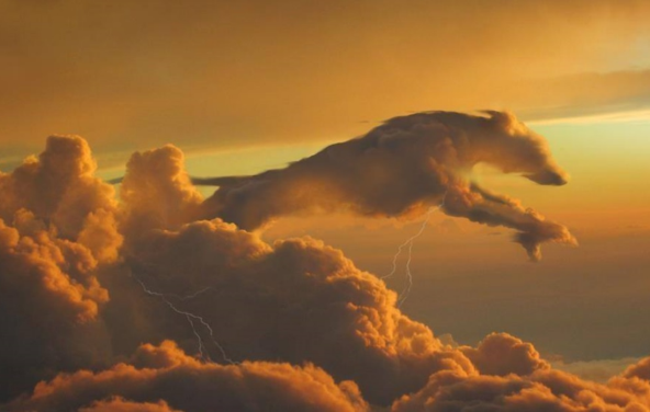 cloud dog - Greyhound Adoption Center