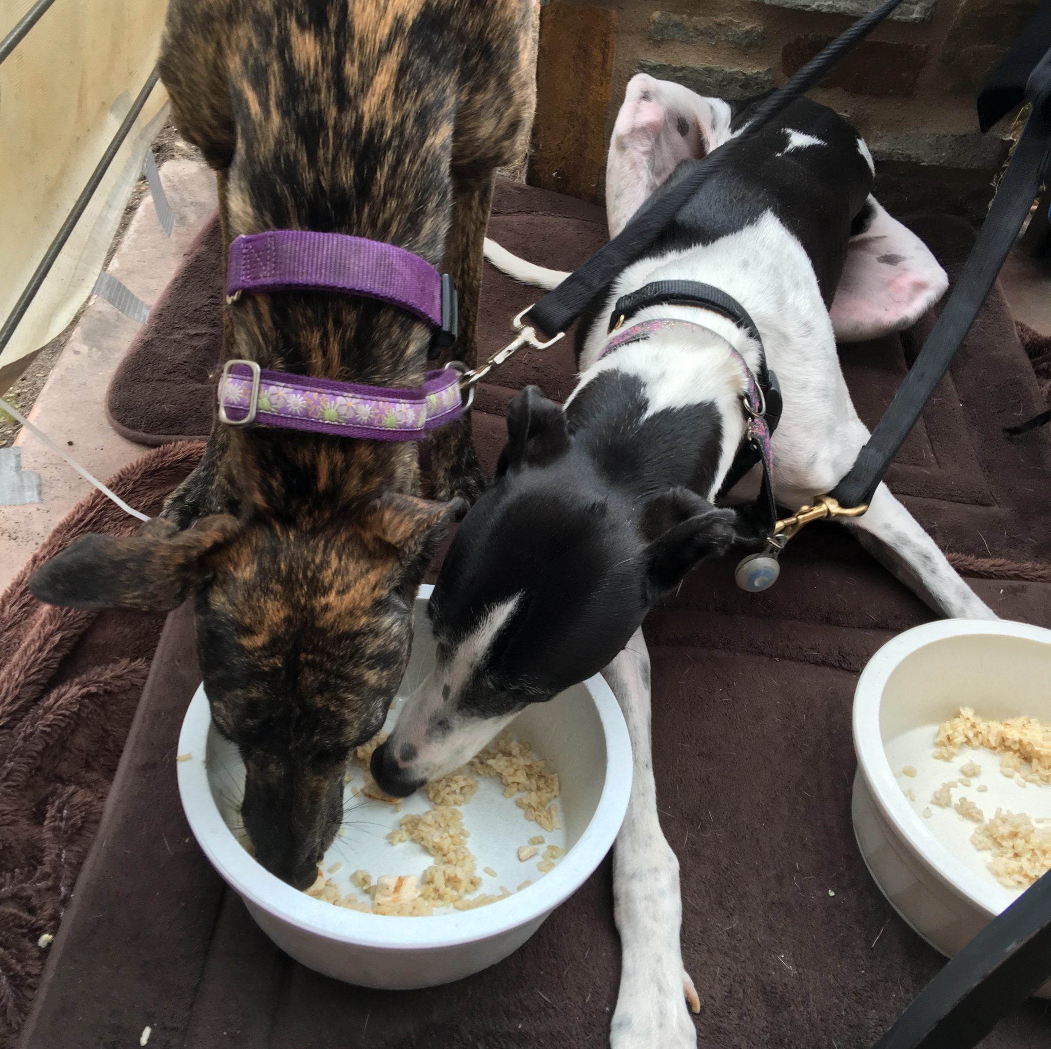 Feeding - Greyhound Adoption Center