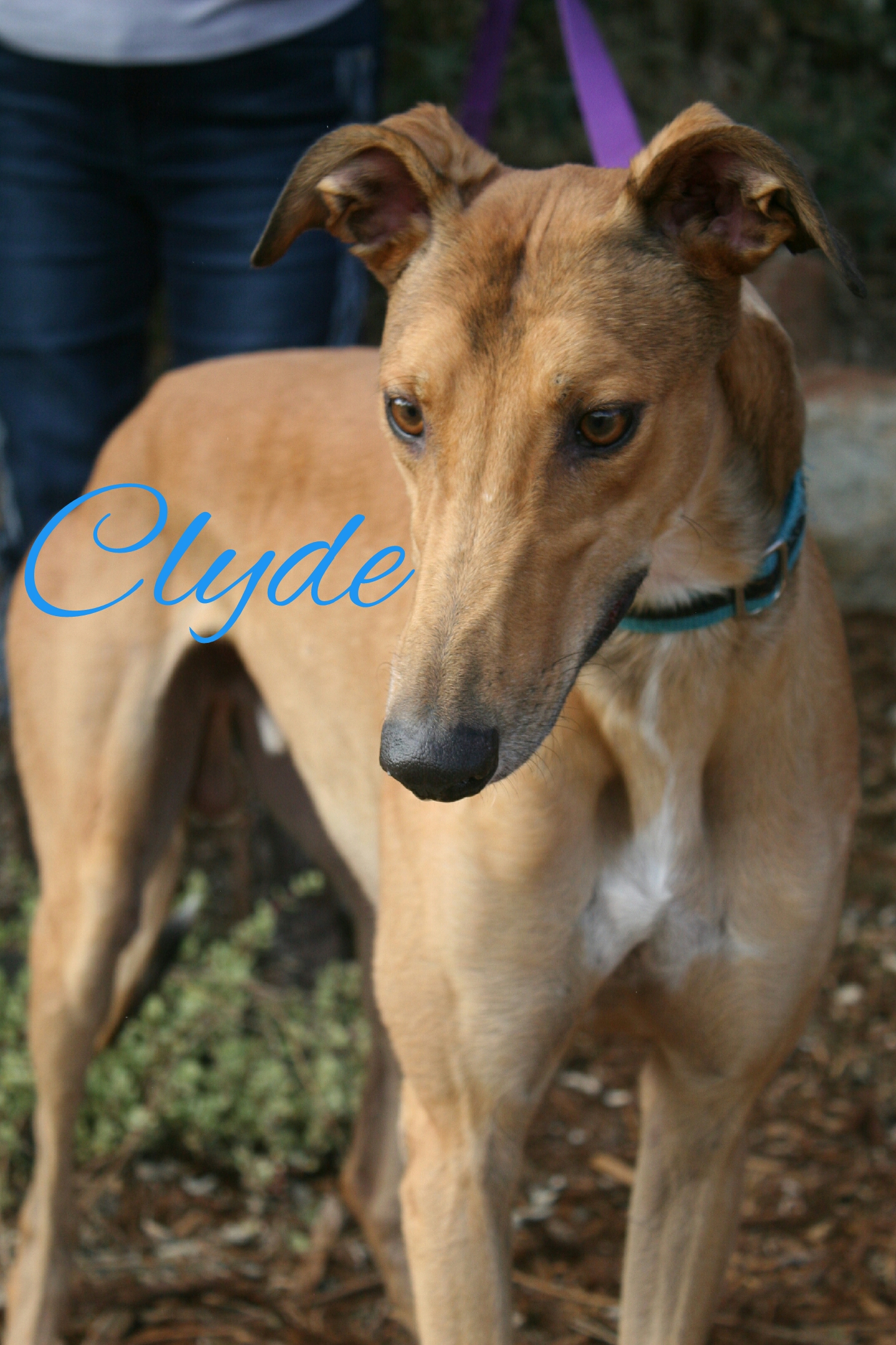 The Texas Ten Greyhound Adoption Center The Texas Ten Greyhound Adoption Center
