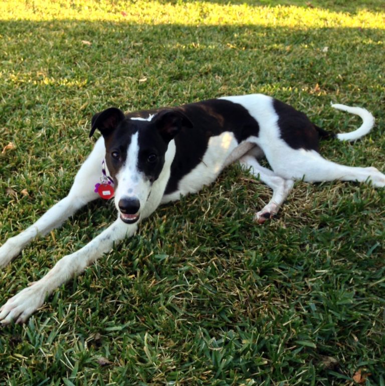 About Rescued Greyhounds - Greyhound Adoption Center
